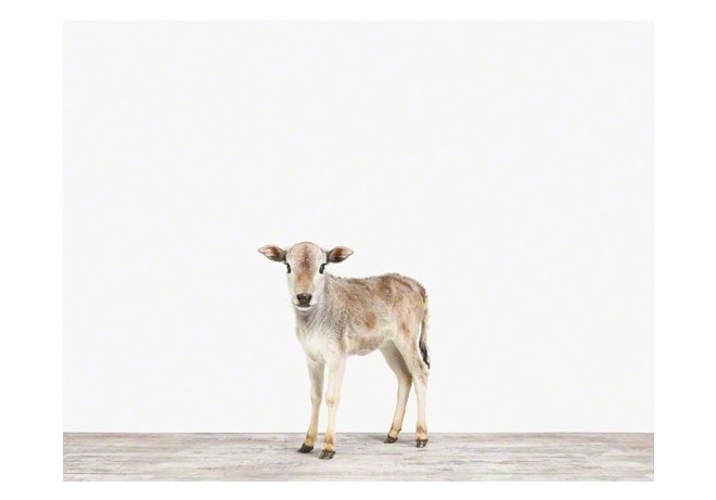 Dwarfism ~ Chondrodysplasia in Cattle