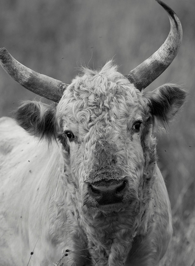 Cattle Facts & Tidbits