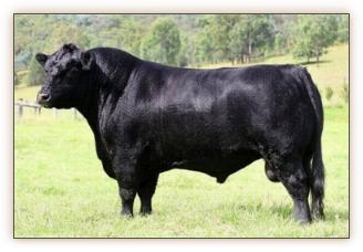 Homestead & Miniature Cattle Sire Directory | HomesteadCattle.com