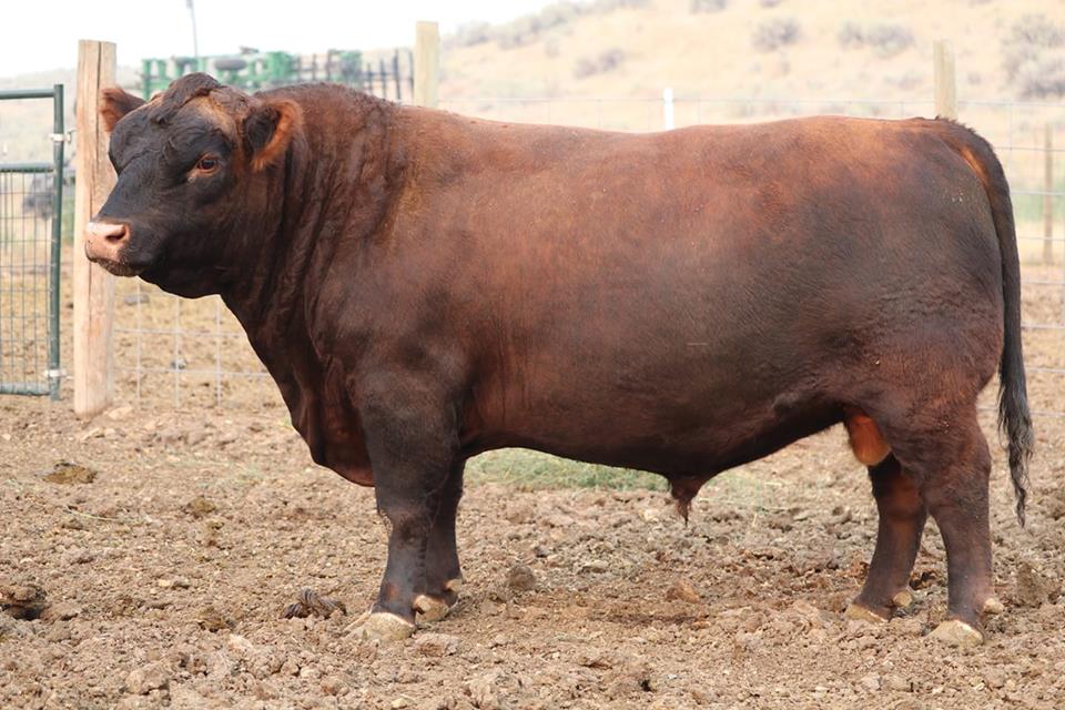 Homestead & Miniature Cattle Sire Directory | HomesteadCattle.com